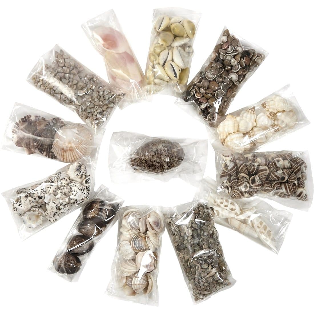 Shell Kit – Cowrie Collection | Coastal Decor Store
