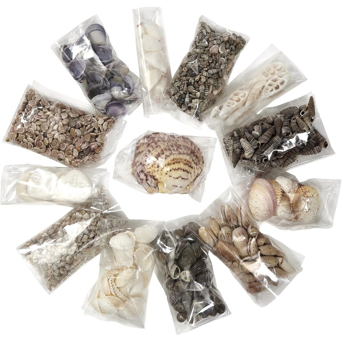 Shell Kit – Scallop Collection | Coastal Decor Store