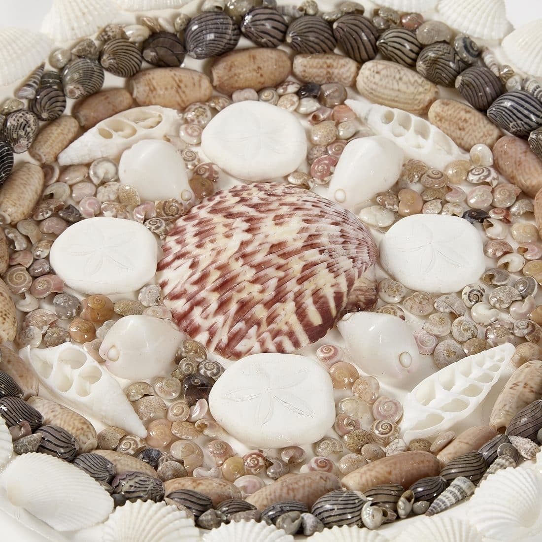 Shell Kit – Scallop Collection | Coastal Decor Store