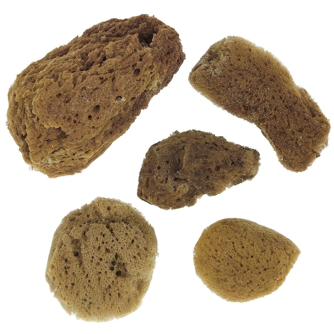 18 Natural Sponges 2-3″ (Set of 18) | Coastal Decor Store